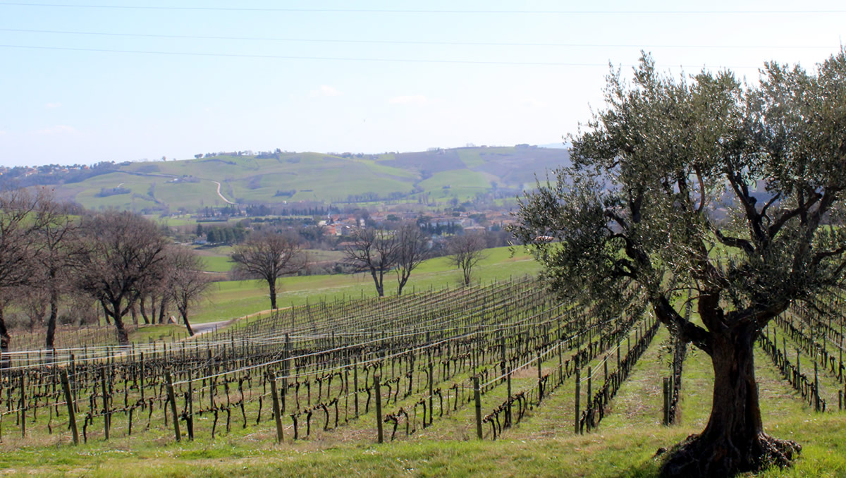 Angelini Wine di San Lorenzo in Campo